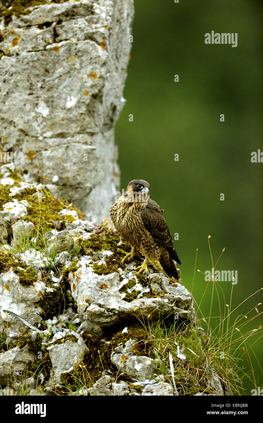 peregrine falcon (Falco peregrinus), fledged young bird sitting on a ...
