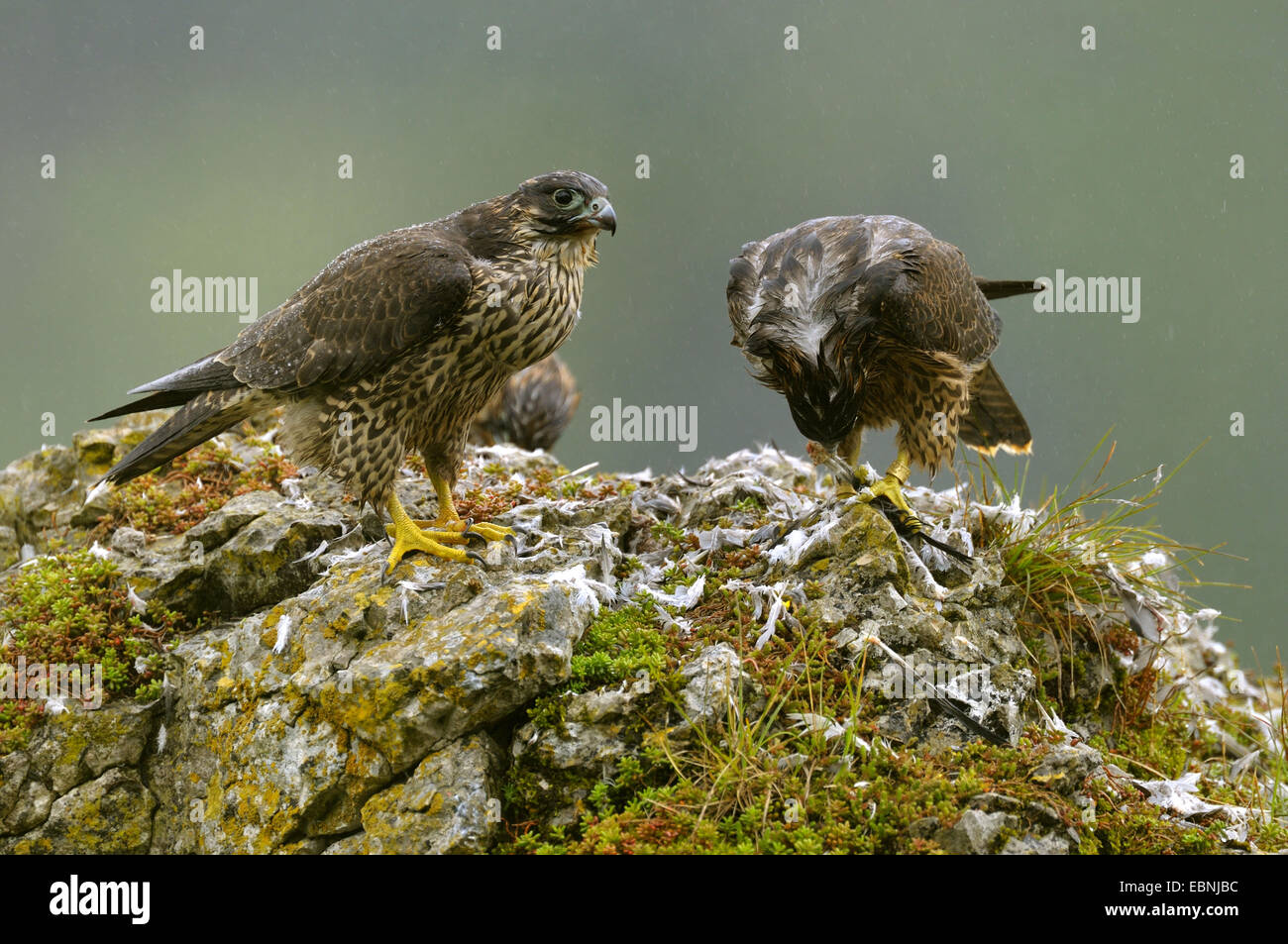 peregrine falcon (Falco peregrinus), fledged young birds at the ...