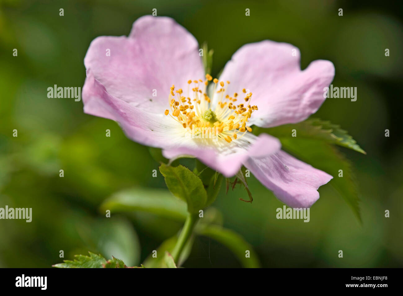 dog rose (Rosa canina), flower, Germany Stock Photo - Alamy
