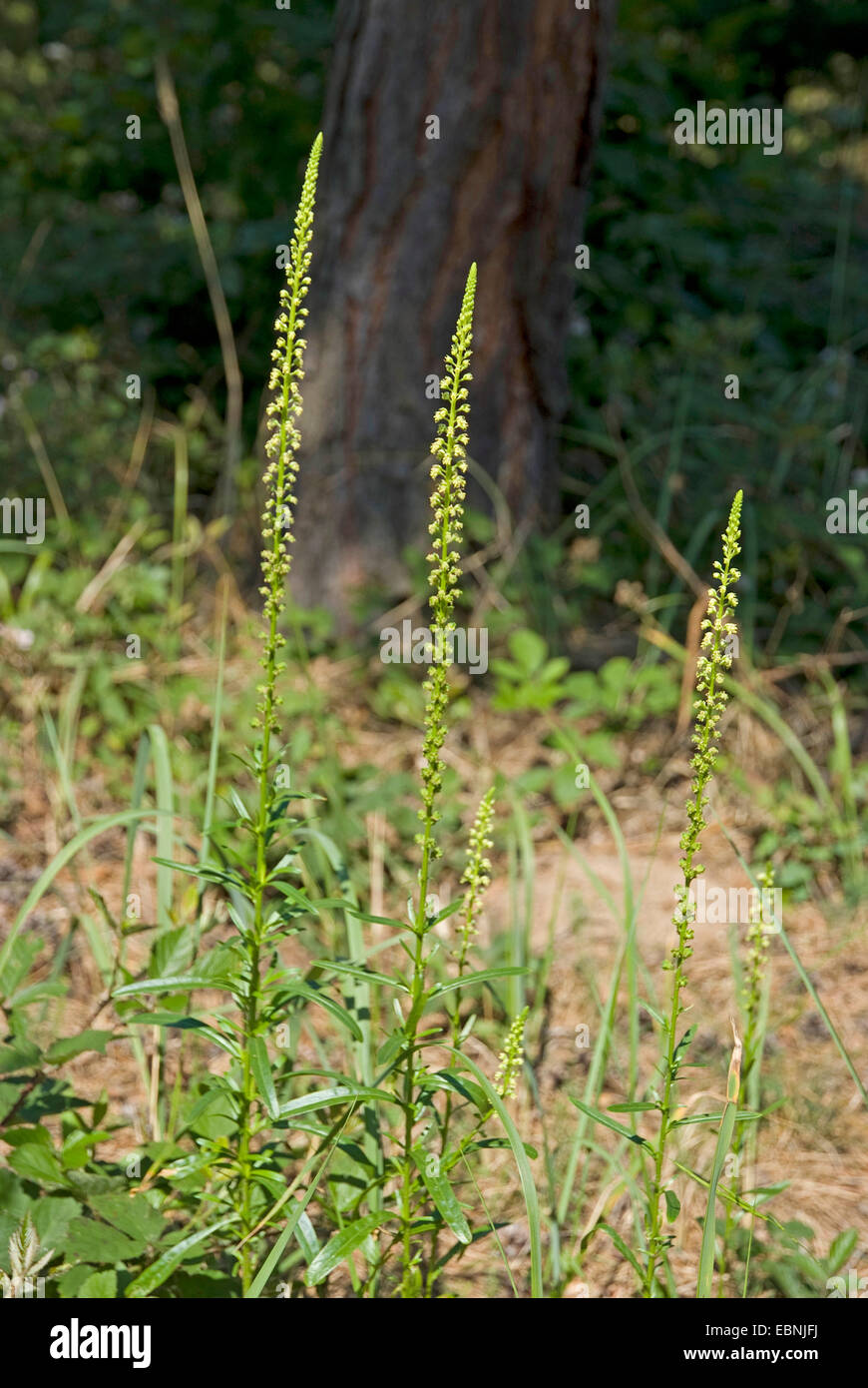 Dyers weed hi-res stock photography and images - Alamy