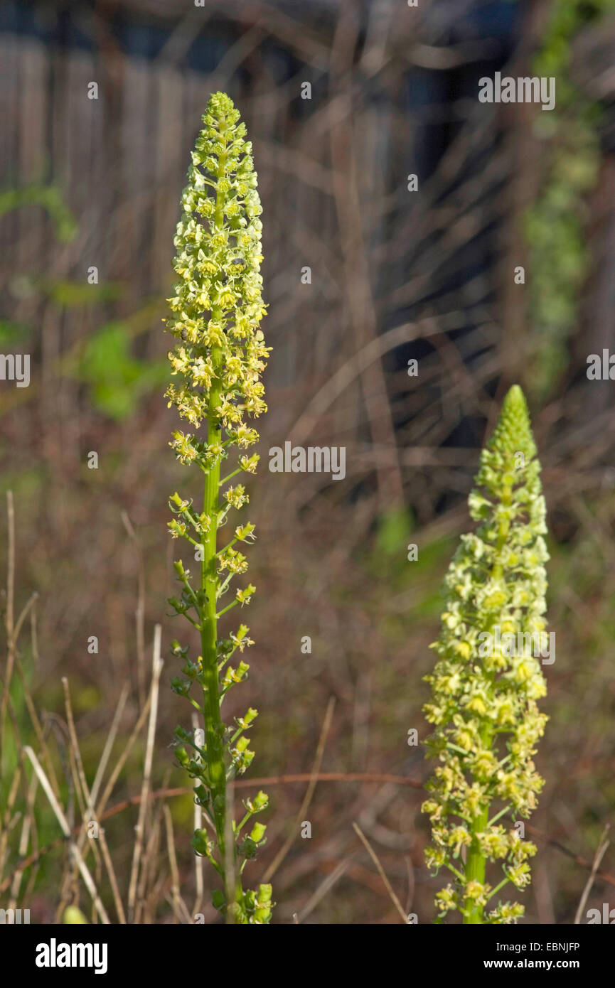 Reseda (mignonette) hi-res stock photography and images - Alamy