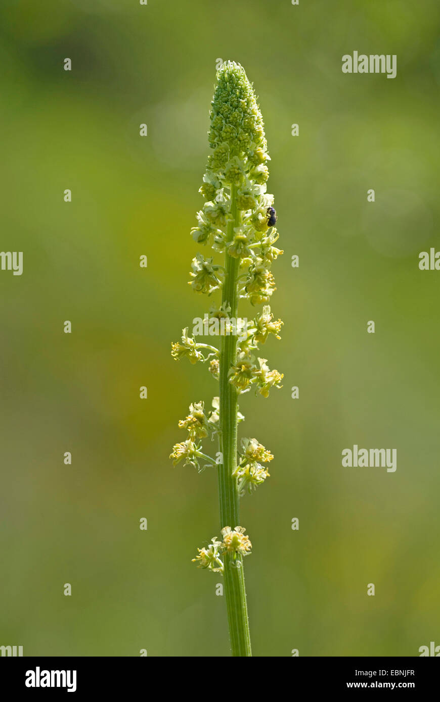 Yellow mignonette, Wild mignonette (Reseda lutea), inflorescence ...