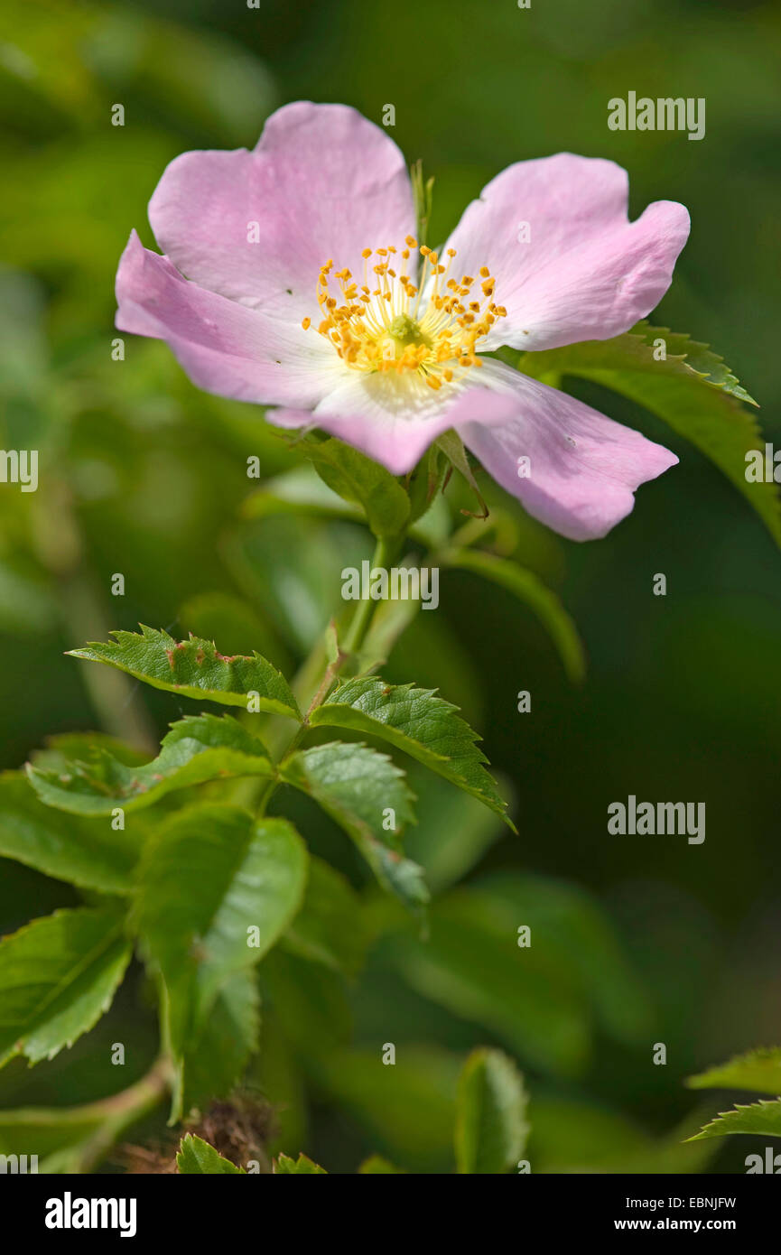 Rosa canina flower hi-res stock photography and images - Alamy