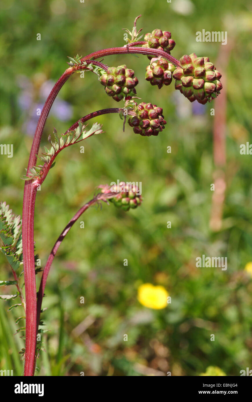 garden burnet, salad burnet (Sanguisorba minor, Poterium sanguisorba ...