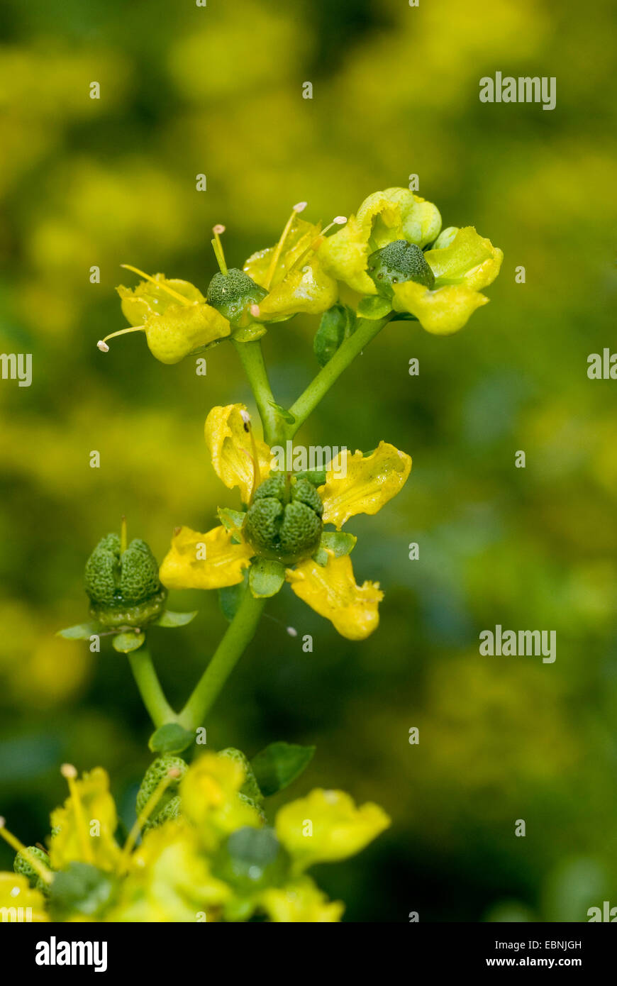 common rue (Ruta graveolens), flowers Stock Photo - Alamy