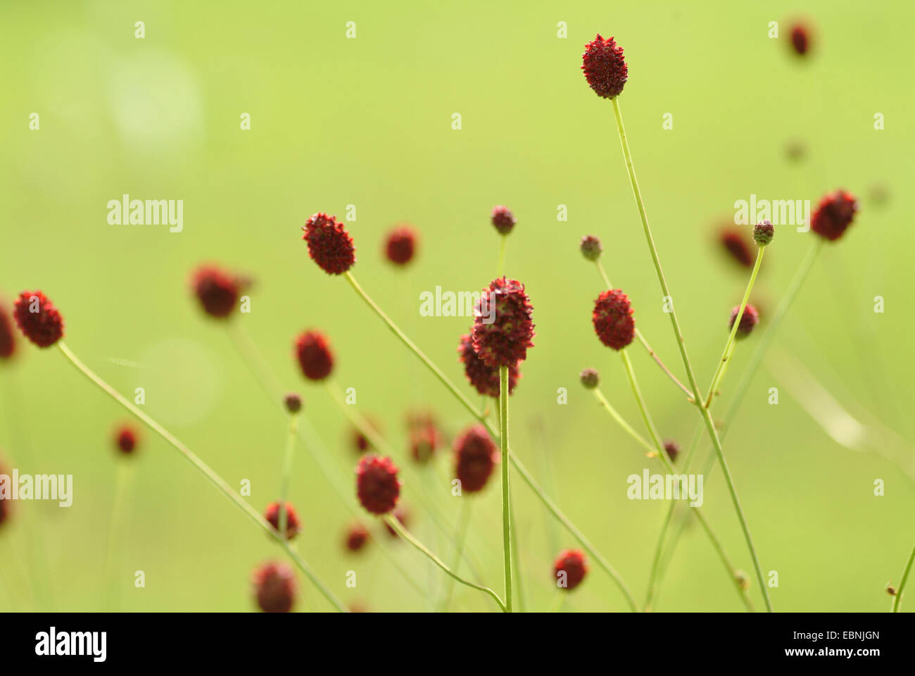 Burnet plant hi-res stock photography and images - Alamy