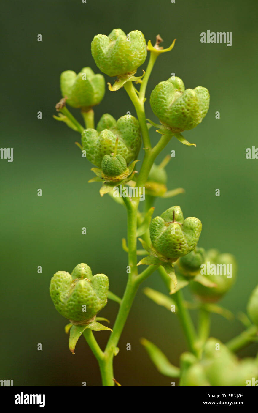 common rue (Ruta graveolens), young fruits Stock Photo - Alamy