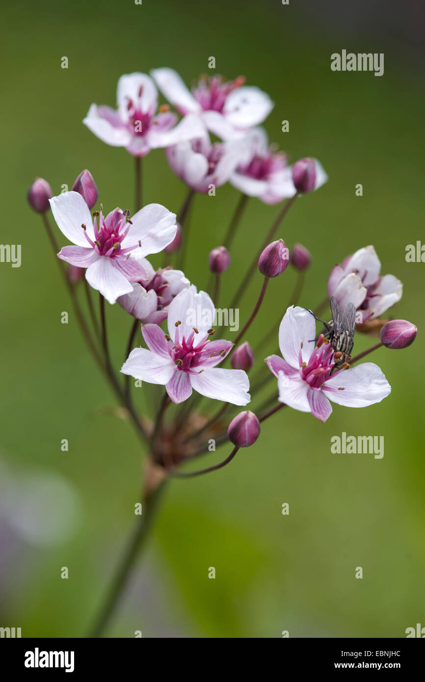 Flowering rush, Grass rush (Butomus umbellatus), inflorescence, Germany ...