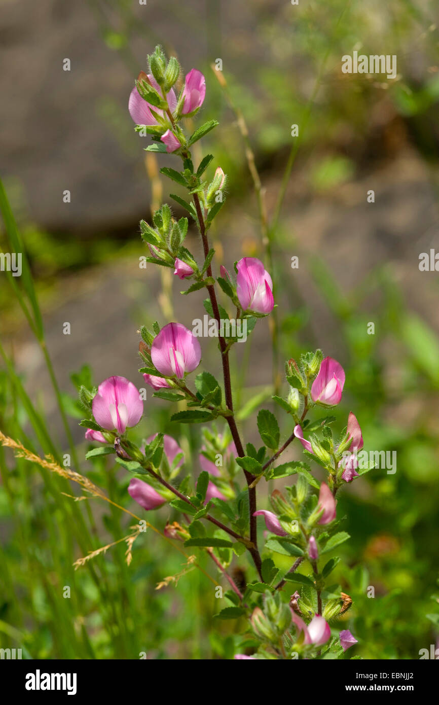 common restharrow (Ononis repens), blooming branch, Switzerland ...