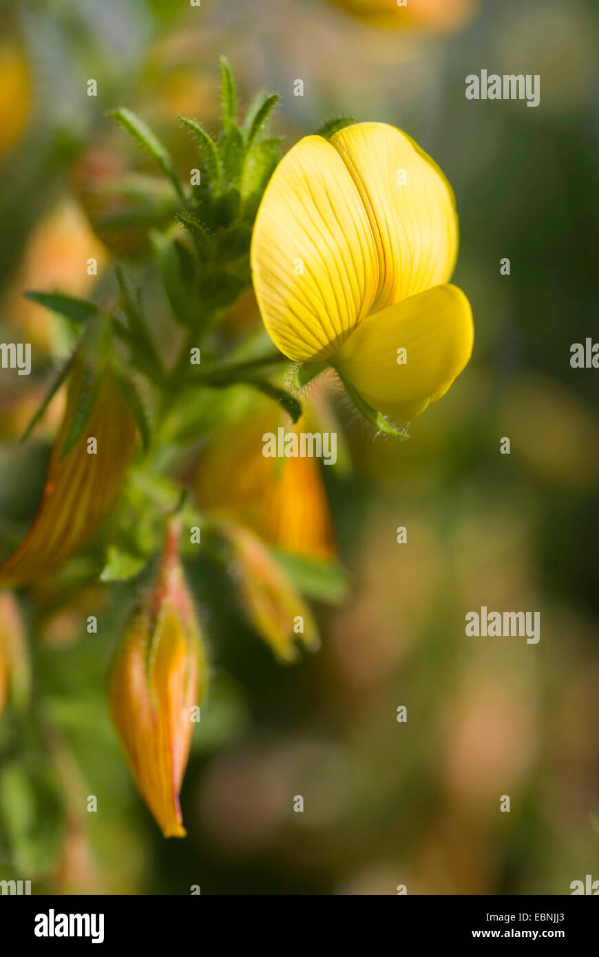 yellow restharrow, large yellow restharrow (Ononis natrix), flower ...