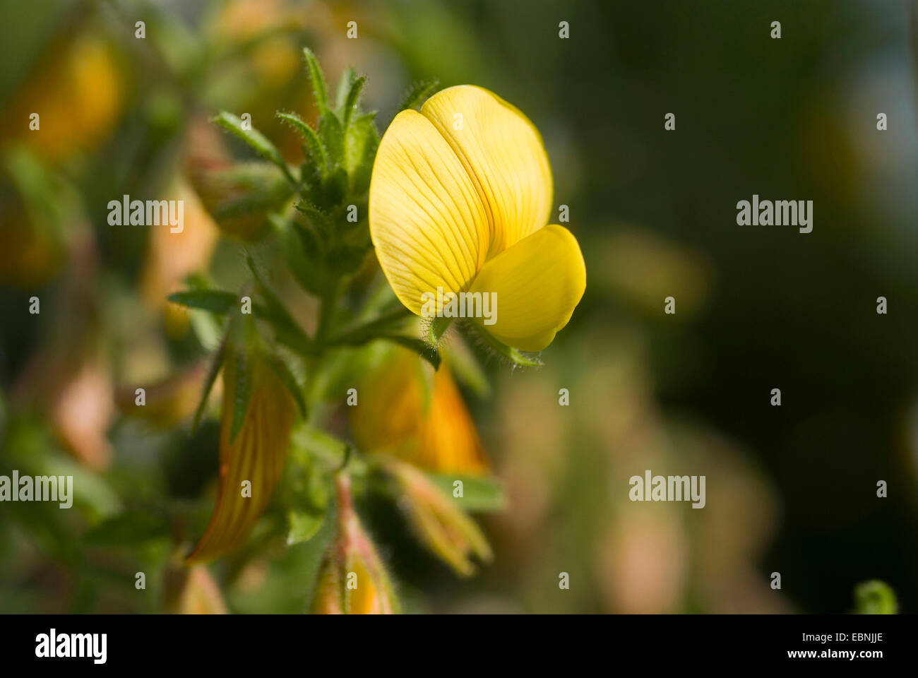 yellow restharrow, large yellow restharrow (Ononis natrix), flower ...