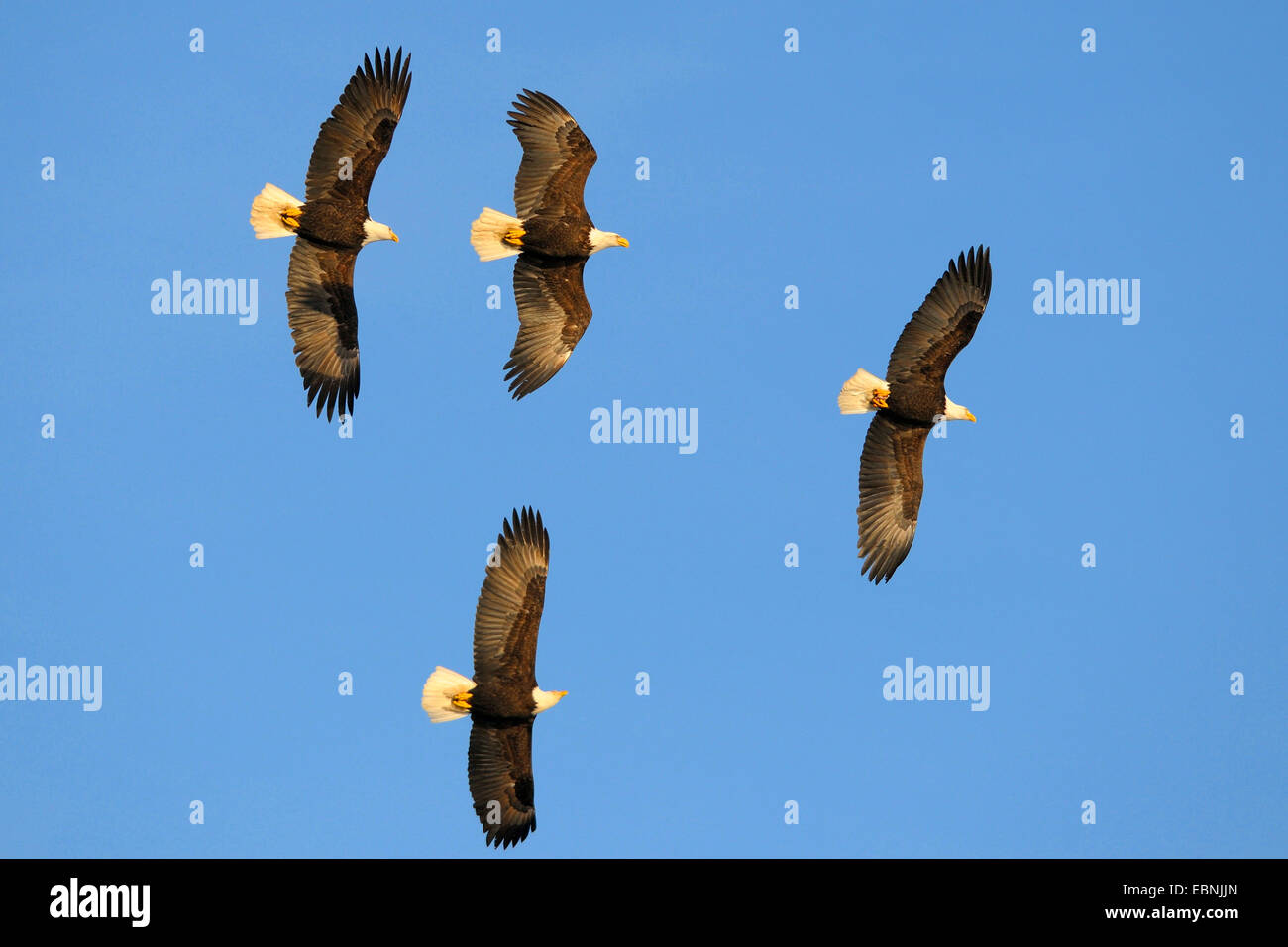 American bald eagle (Haliaeetus leucocephalus), four eagles flying, USA, Alaska Stock Photo - Alamy