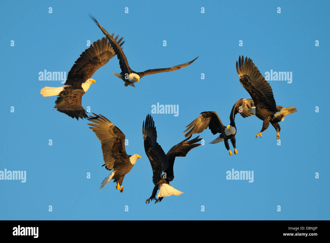 American bald eagle (Haliaeetus leucocephalus), six eagles in flight ...