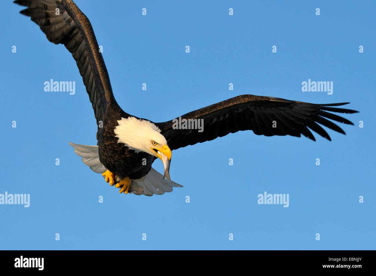 American bald eagle (Haliaeetus leucocephalus), adult eagle feeding in ...