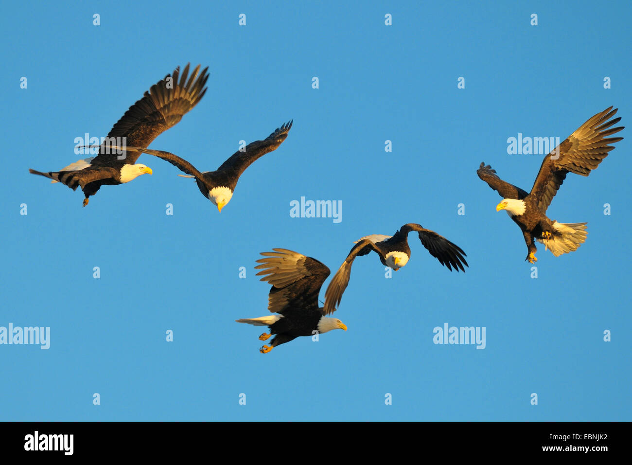 Five eagles in flight fighting for fish hi-res stock photography and ...