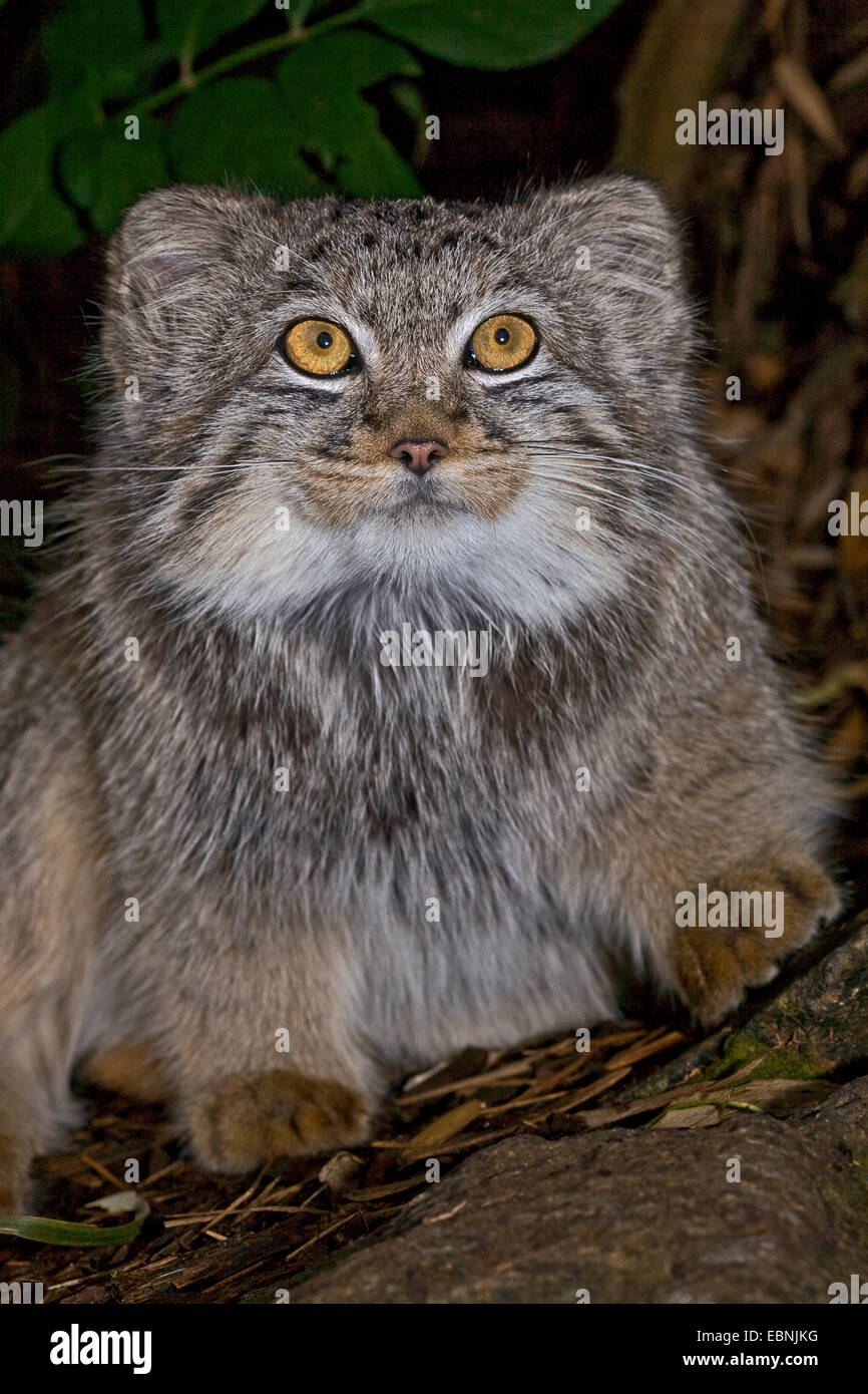 Pallass cat hi-res stock photography and images - Alamy
