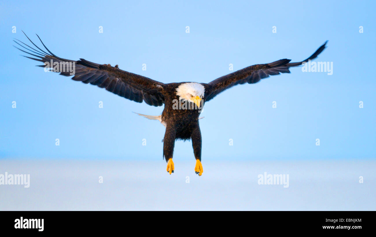 Bald eagle landing hi-res stock photography and images - Alamy