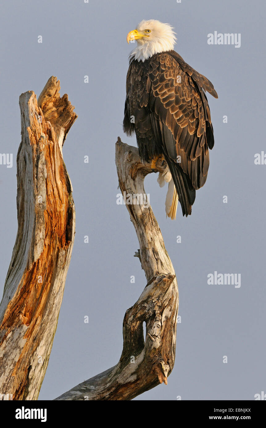 Resting eagle on driftwood hi-res stock photography and images - Alamy