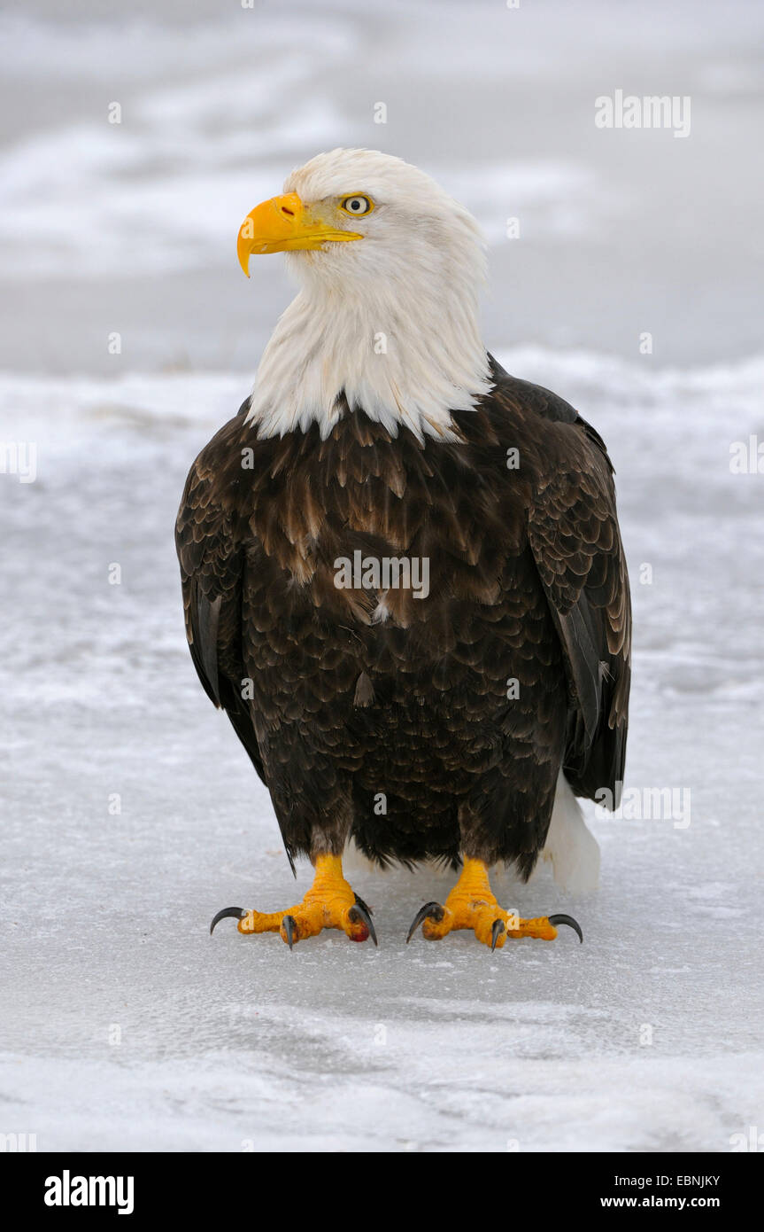 American bald eagle (Haliaeetus leucocephalus), resting eagle on ice ...