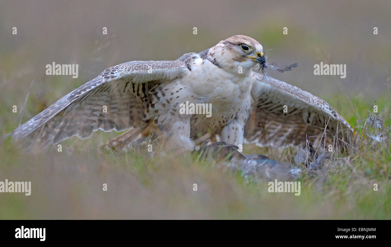 Falcon prey catching hi-res stock photography and images - Alamy