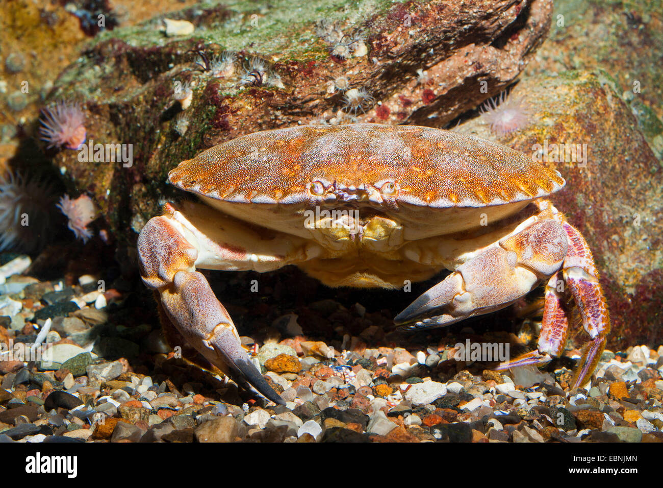 European edible crab (Cancer pagurus), in front of a stone with sea ...