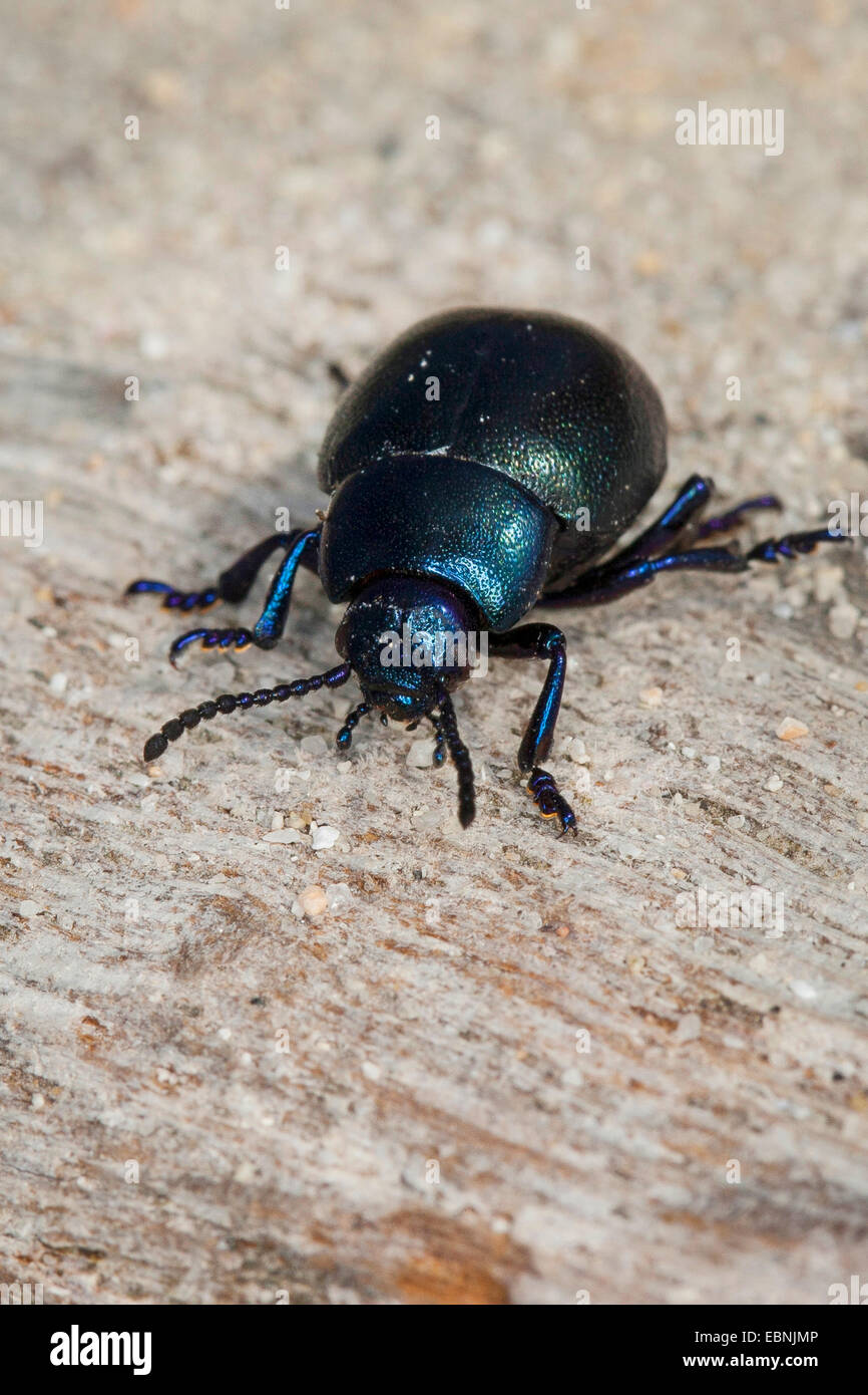 Blood spewer, Blood spewing beetle (Timarcha spec), front view, Germany ...