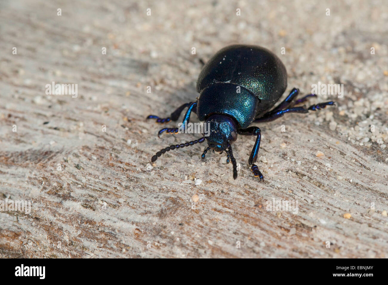 Spewing blood hi-res stock photography and images - Alamy