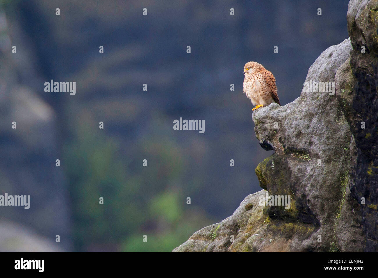 Rock Kestrel Stock Photos & Rock Kestrel Stock Images - Alamy