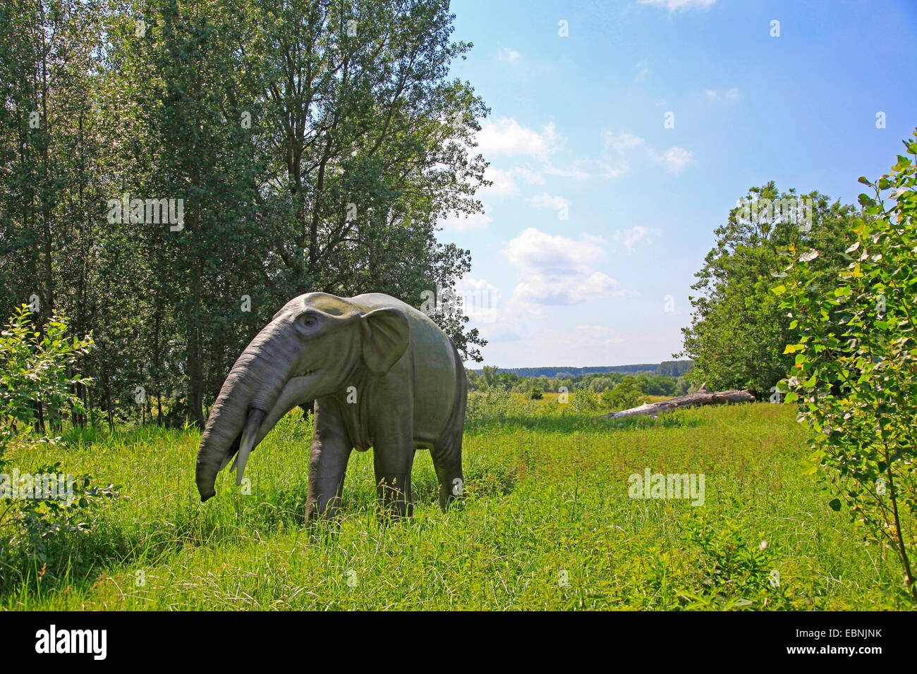 Gomphotherium (Gomphotherium), primitiv extinct elephant Stock Photo ...