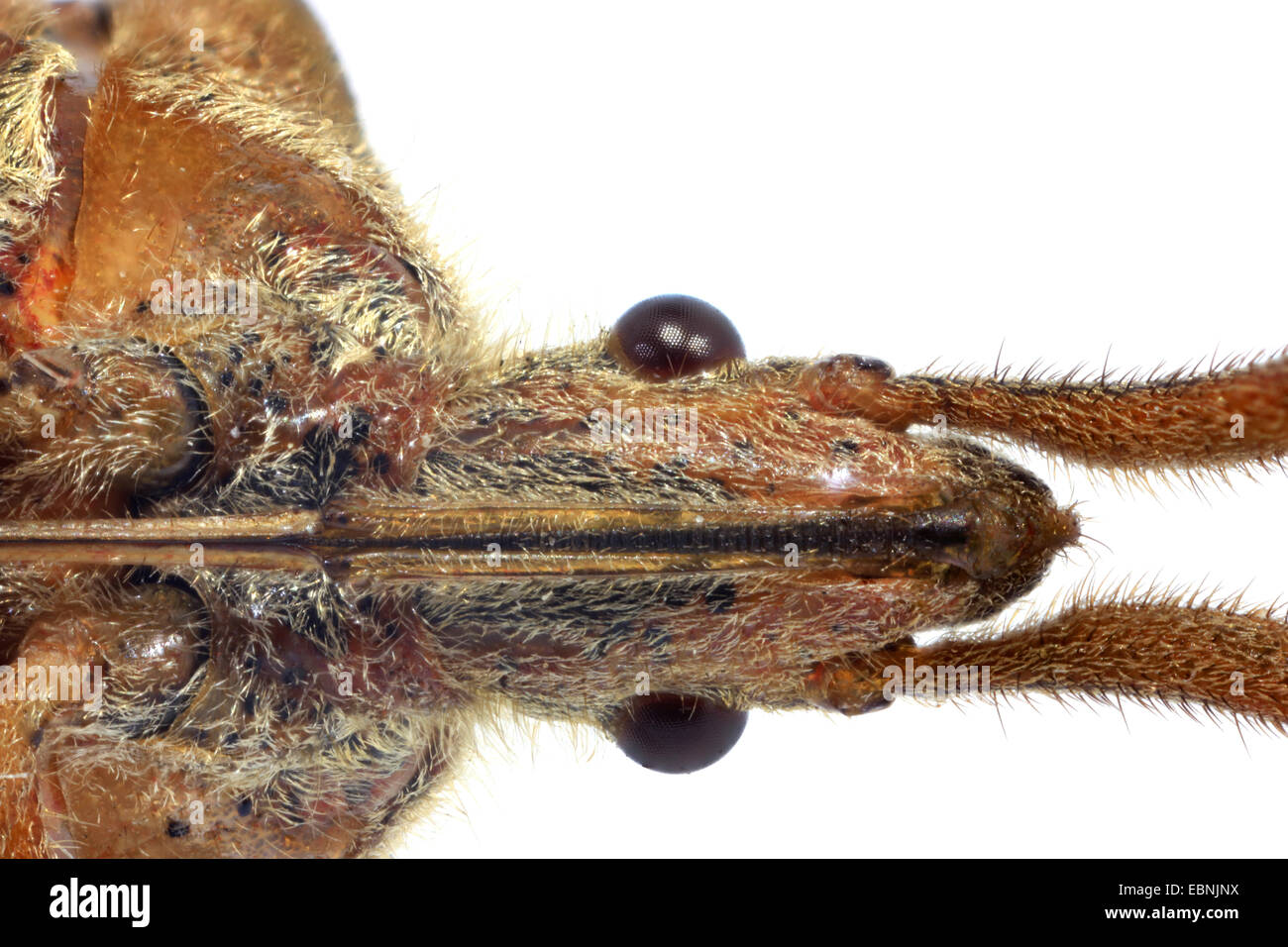 Western conifer seed bug (Leptoglossus occidentalis), head with sucker ...