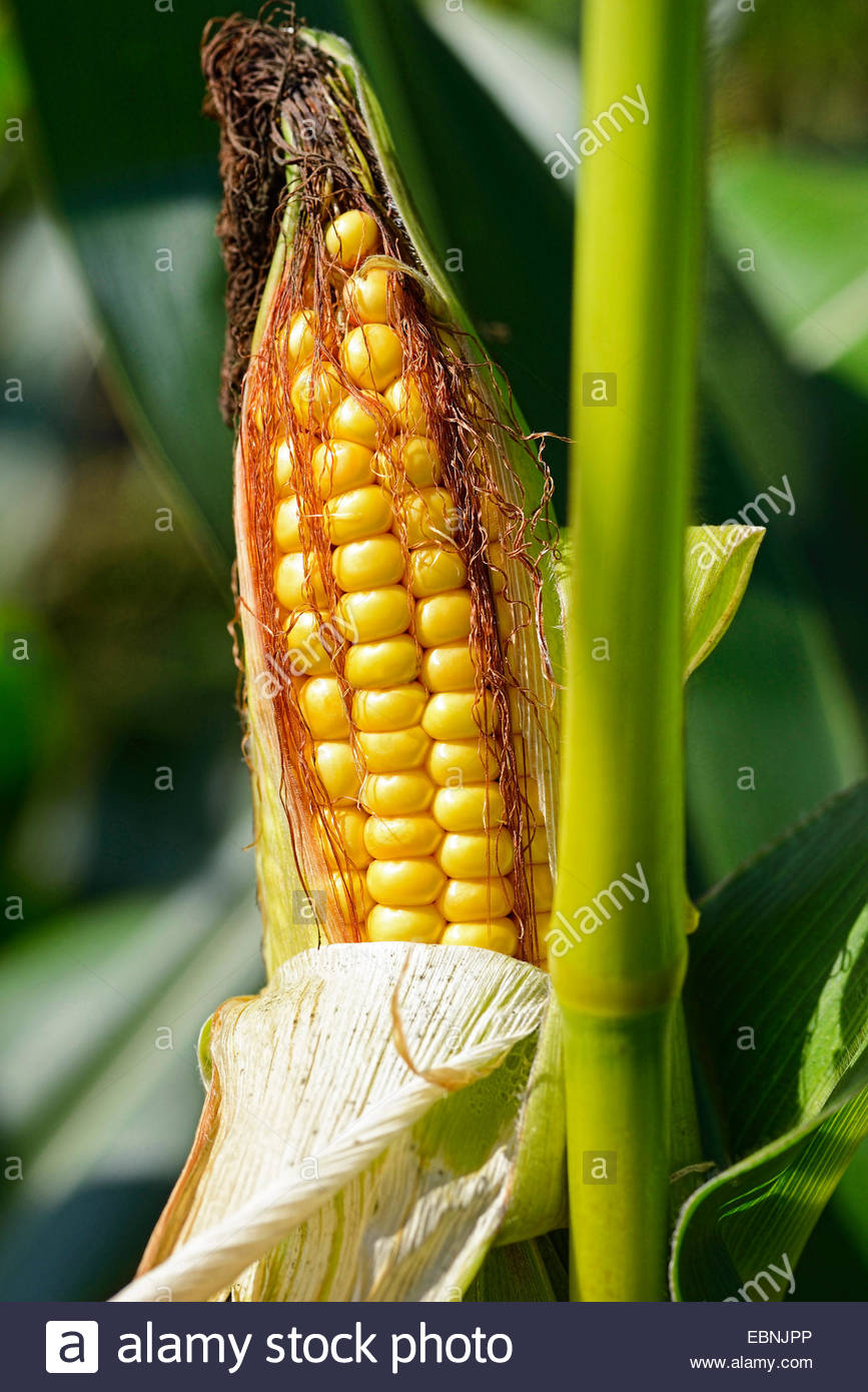 Indian Corn Stock Photos & Indian Corn Stock Images - Alamy