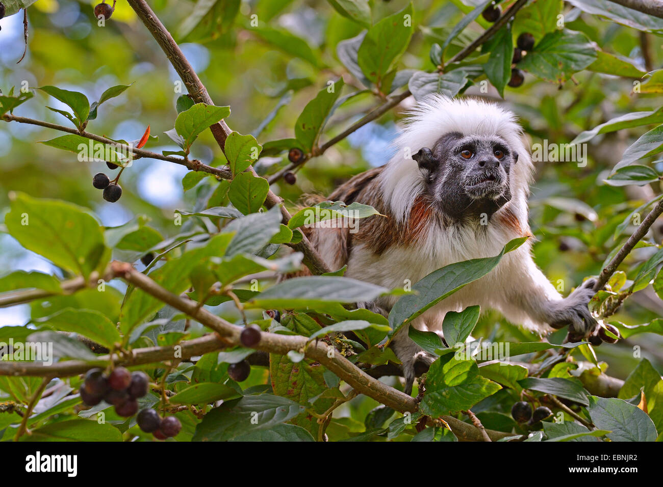 cotton-top tamarin, white-plumed Tamarin (Saguinus oedipus, Oedipomidas ...
