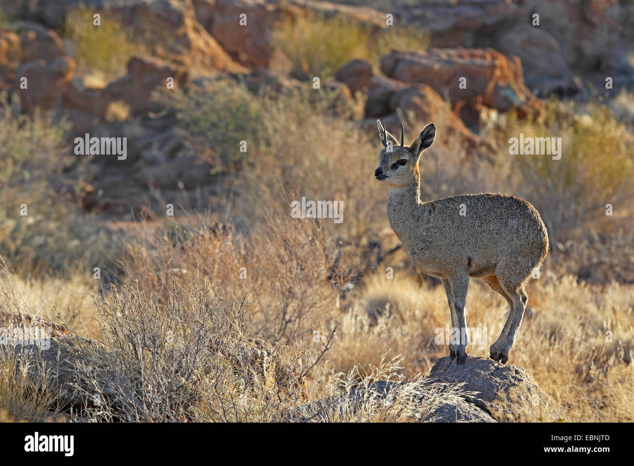 klippspringer (Oreotragus oreotragus), male stands on a rock, South ...