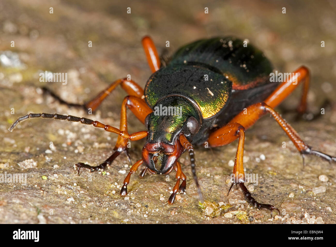 Golden ground beetle, Gilt ground beetle (Carabus auratus), on sandy ...