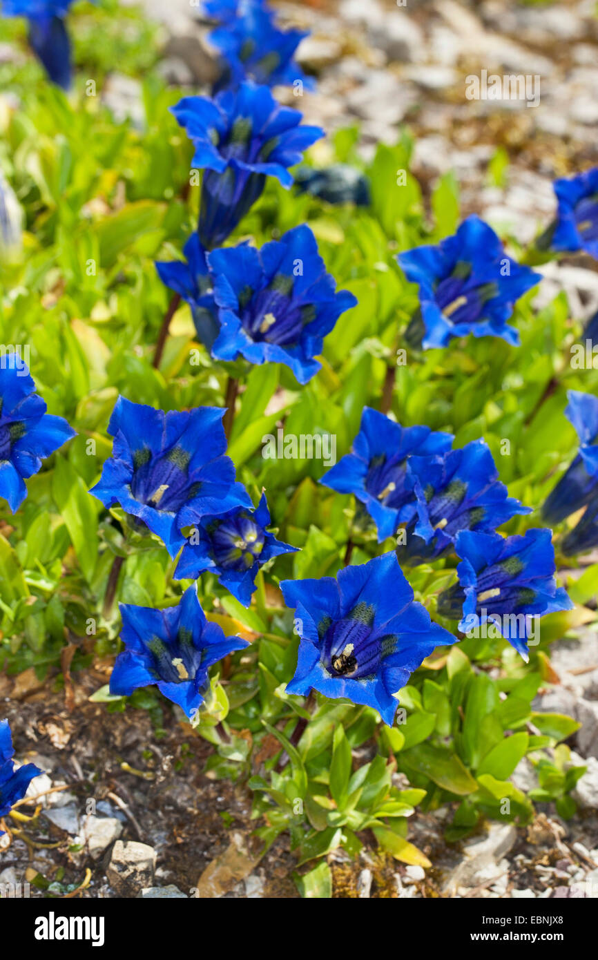 Clusius’ gentian hi-res stock photography and images - Alamy