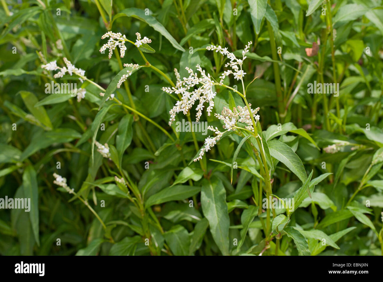 Alpine knotweed (Polygonum alpinum, Aconogonon alpinum, Persicaria ...