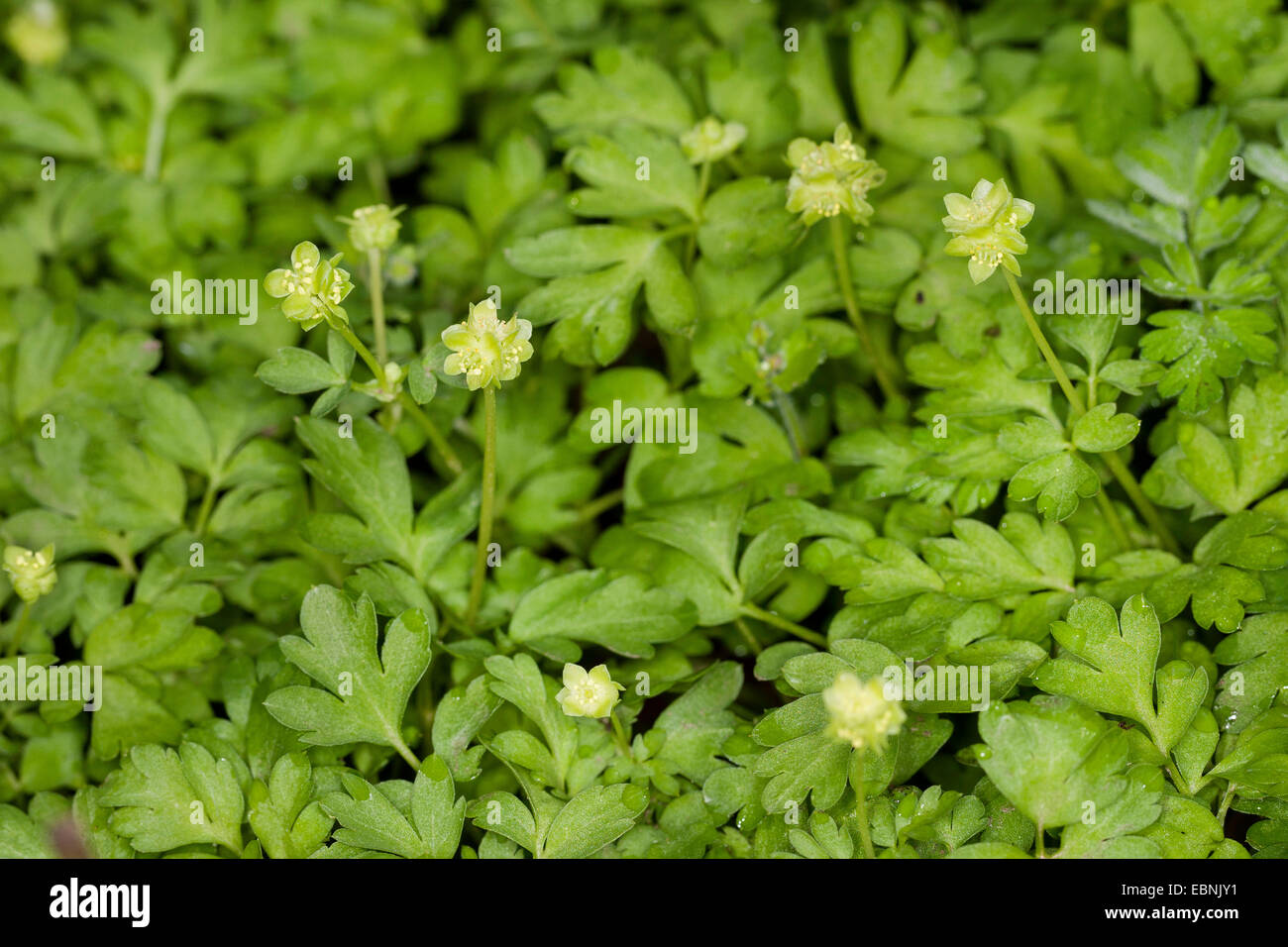 Moschatel, Five-faced bishop, Hollowroot, Muskroot, Townhall clock ...