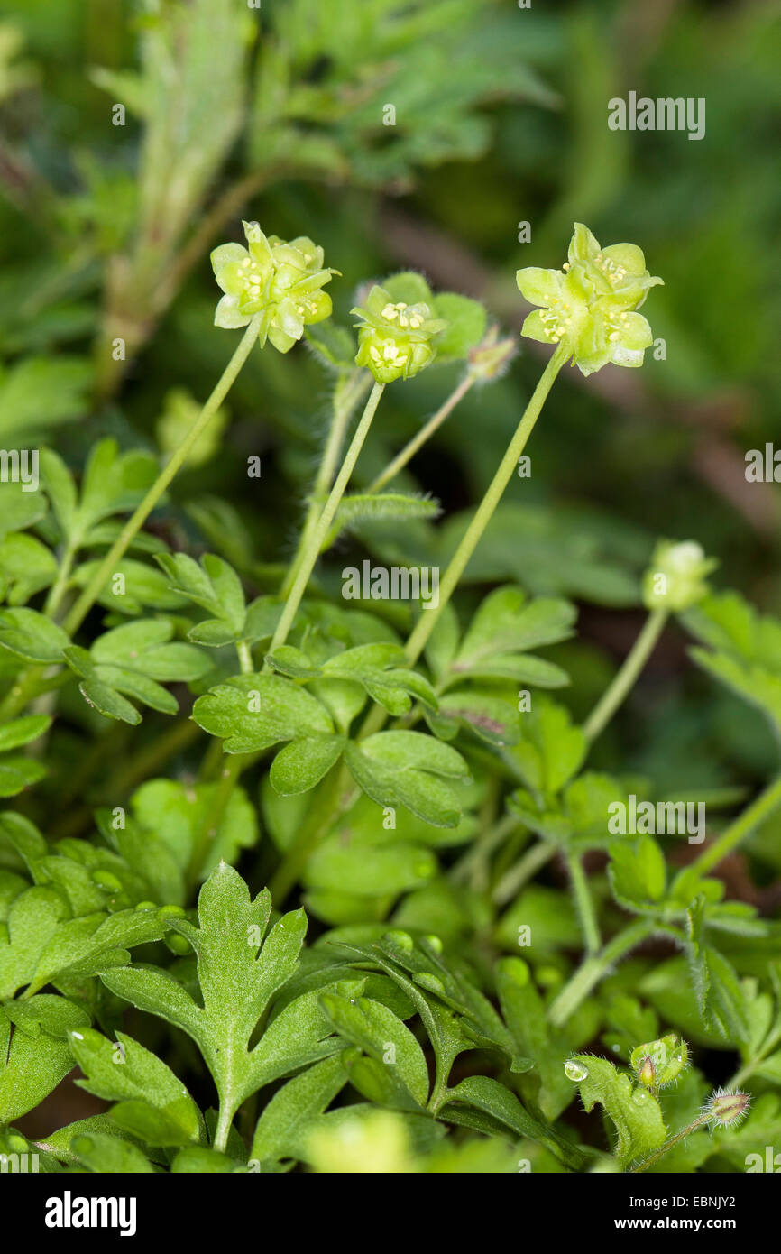 Moschatel, Five-faced bishop, Hollowroot, Muskroot, Townhall clock ...