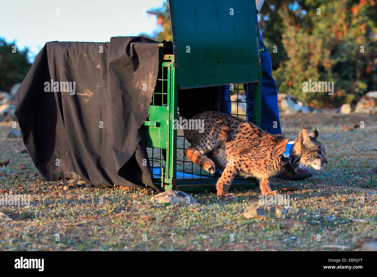 Olivilla hi-res stock photography and images - Alamy