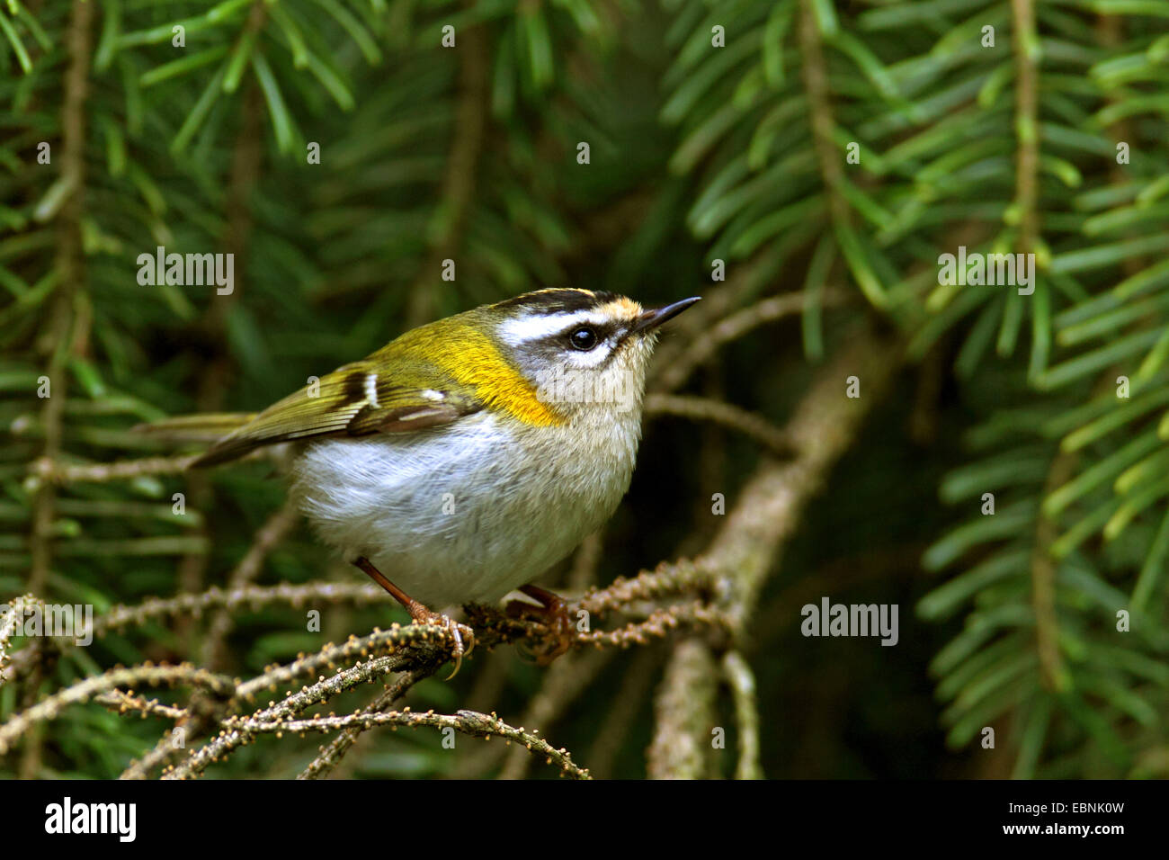 Firecrest female hi-res stock photography and images - Alamy