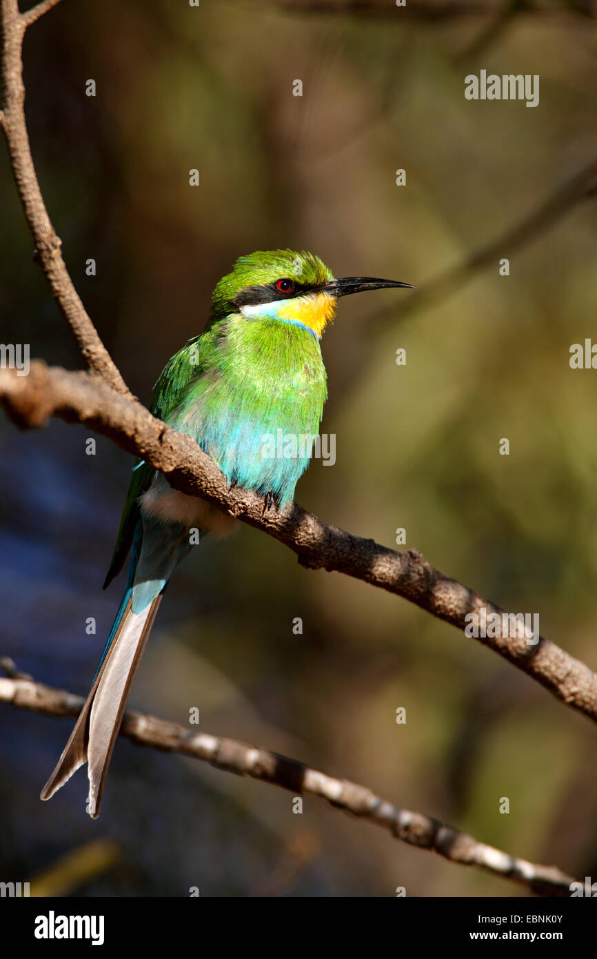 African bee eater hi-res stock photography and images - Alamy