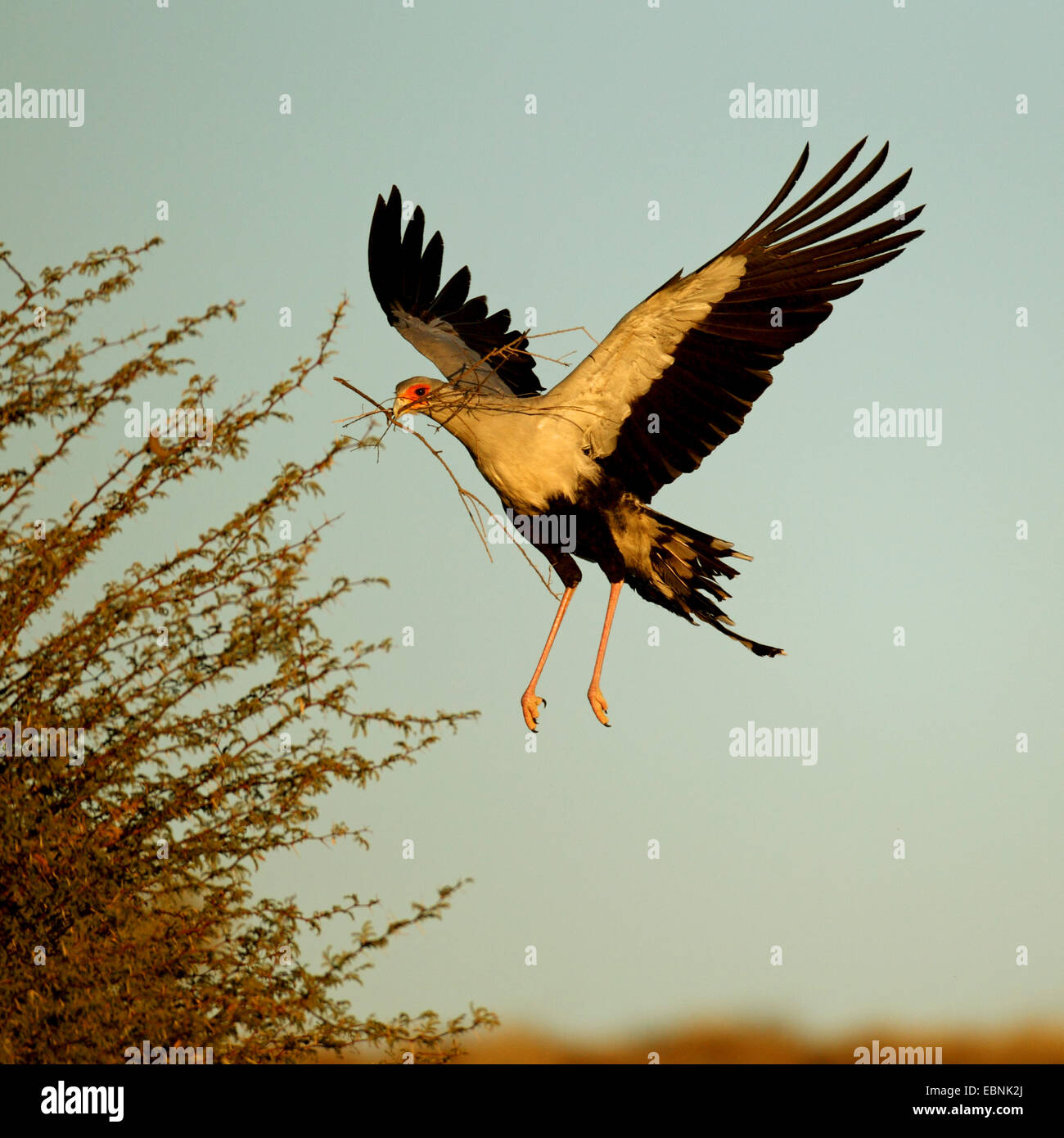 secretary bird, Sagittarius serpentarius (Sagittarius serpentarius ...