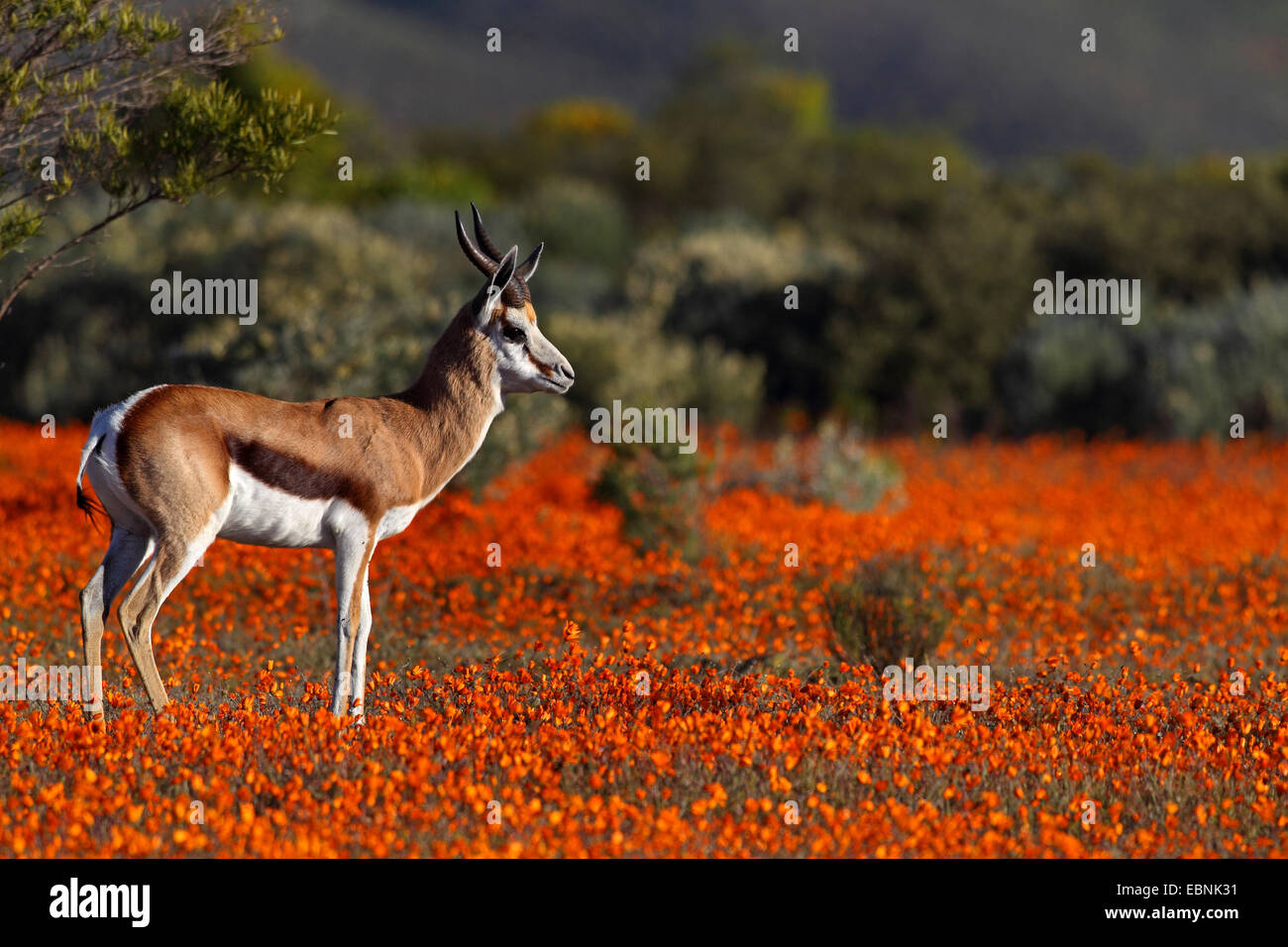 springbuck, springbok (Antidorcas marsupialis), male standing in a ...