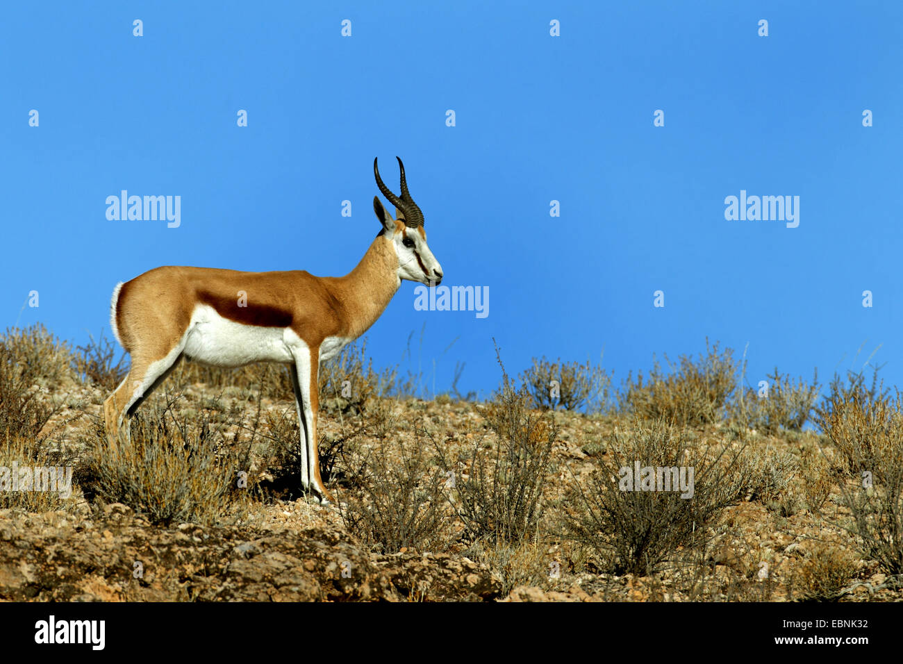 springbuck, springbok (Antidorcas marsupialis), standing near the top ...