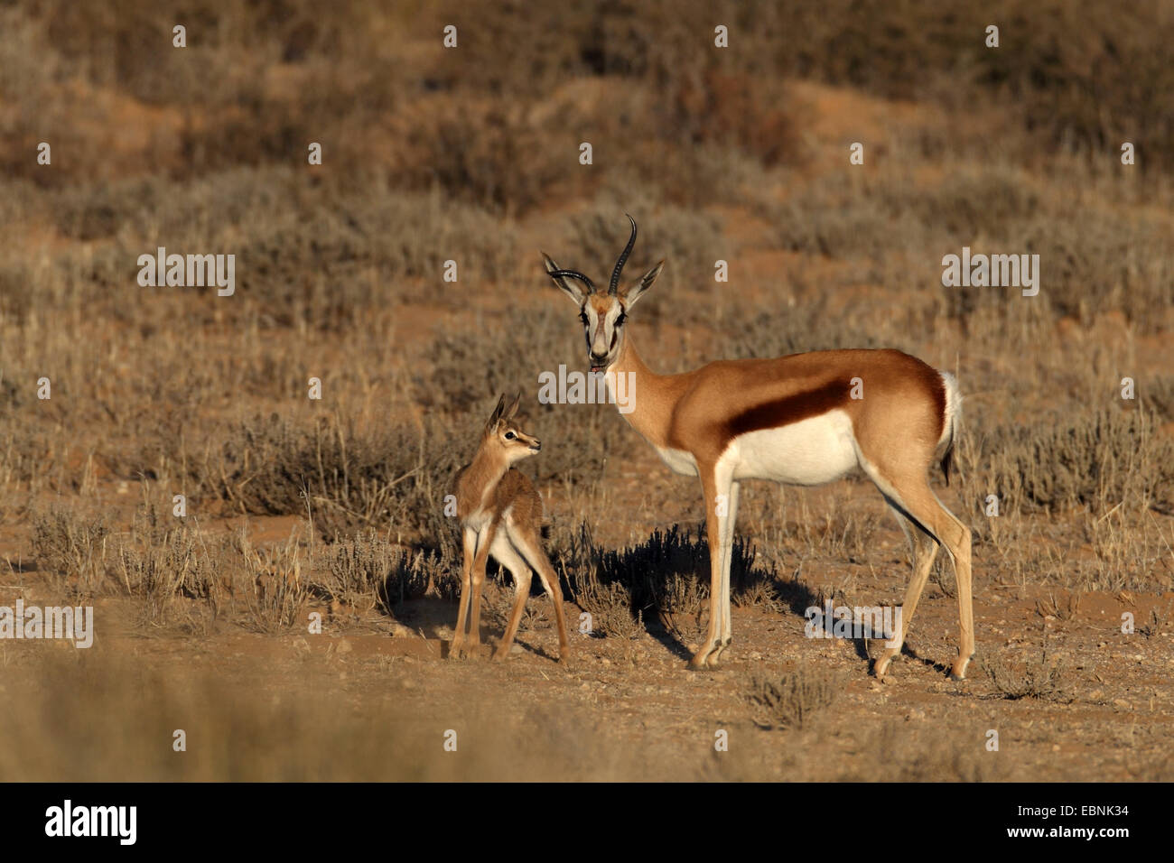 springbuck, springbok (Antidorcas marsupialis), female with a young ...