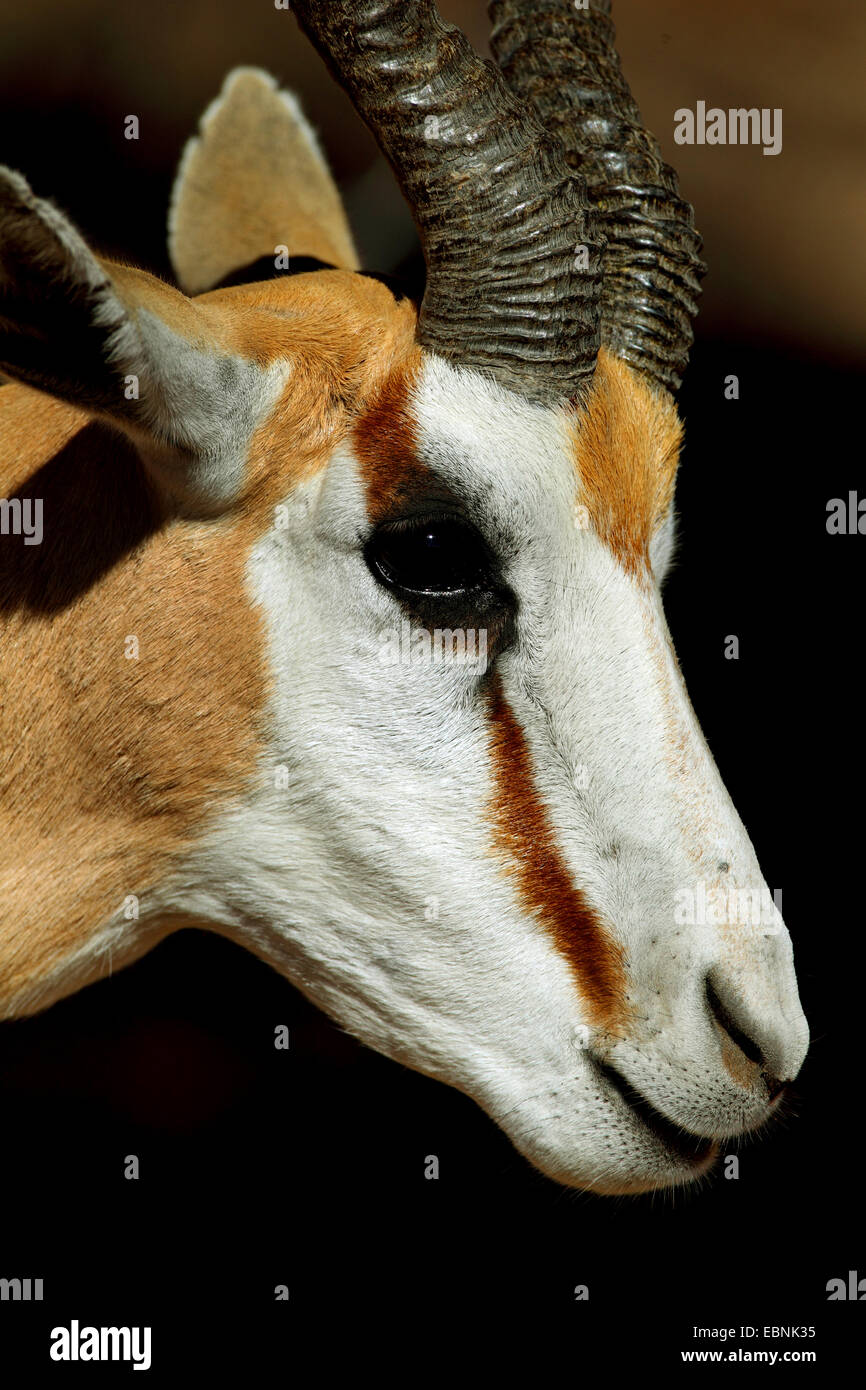 Springbok head hi-res stock photography and images - Alamy