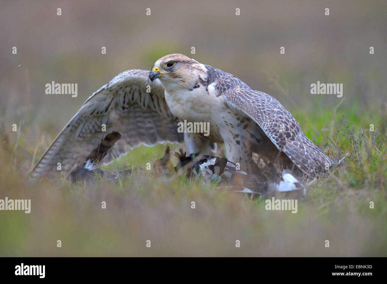 Falcon catching hi-res stock photography and images - Alamy