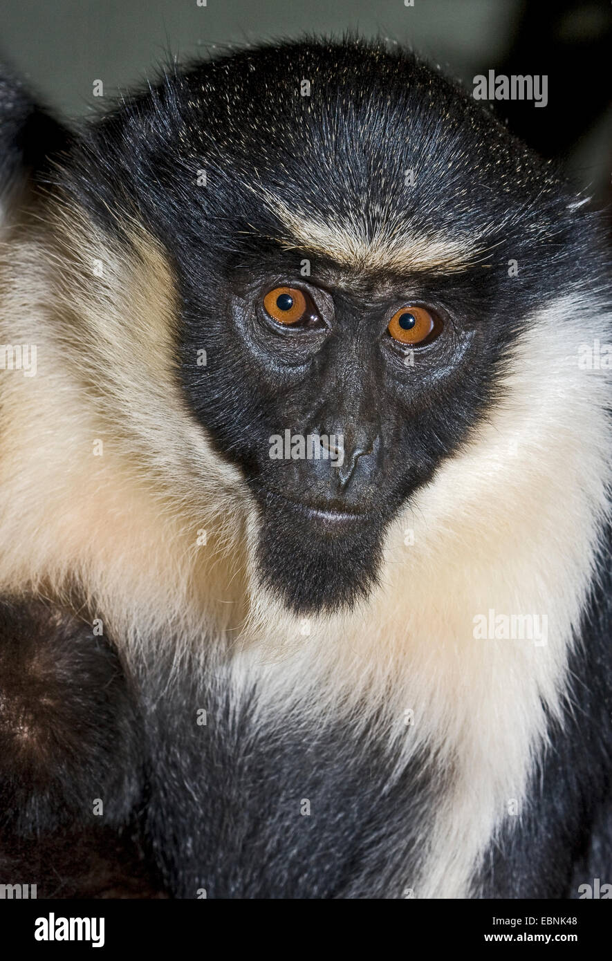 Juvenile Diana Monkey Stock Photo - Alamy