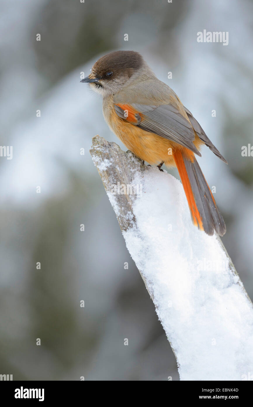 Siberian jay perisoreus infaustus kuusamo hi-res stock photography and ...