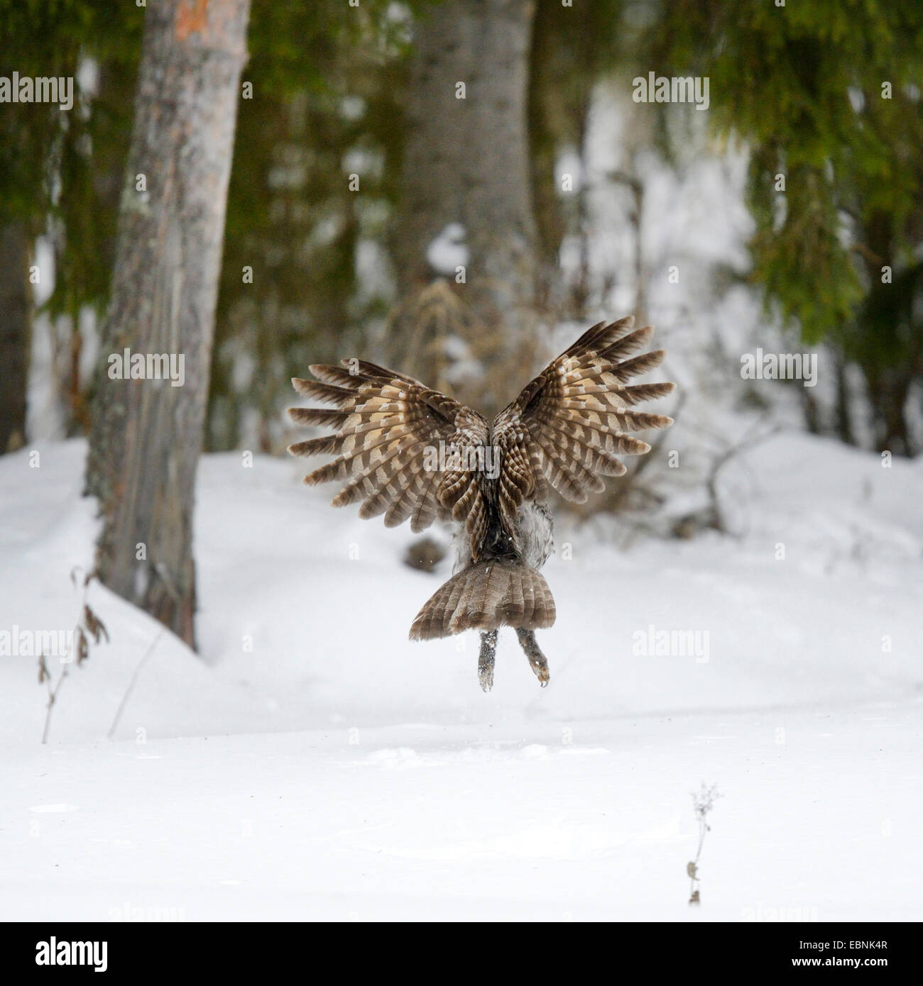 Back owls hi-res stock photography and images - Alamy